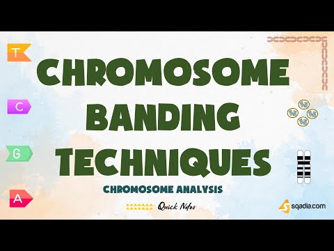 Chromosome Analysis - Chromosome Banding Techniques
