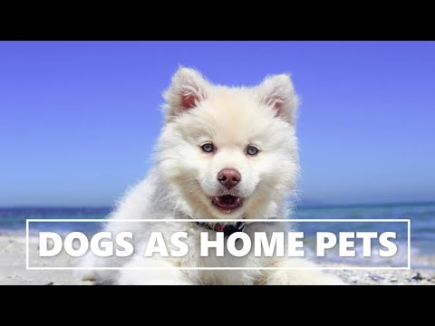 300 Dogs English ESL video lessons