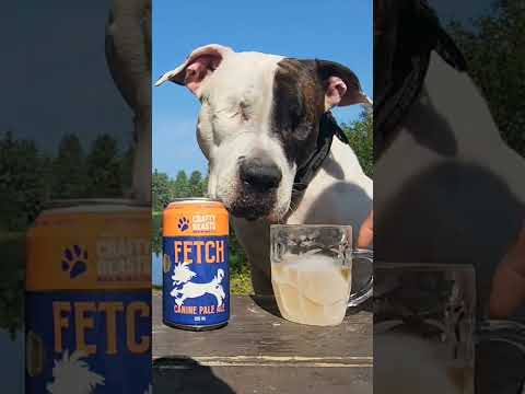 Dog Beer by Crafty Brewing Co.