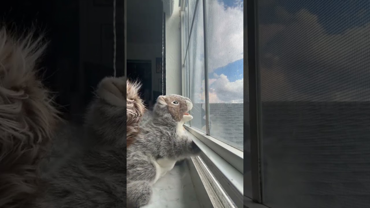 #nibsgonewil#dance #music #trending #trendingshorts #dance #usa