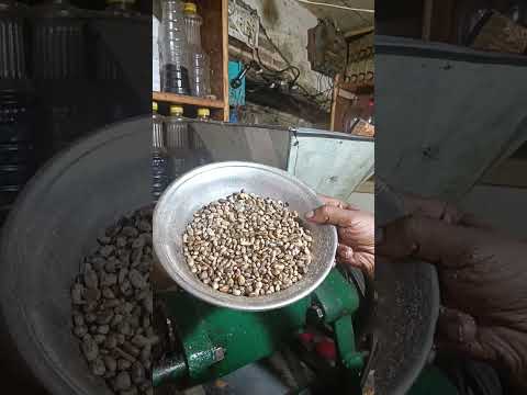 castor oil extraction