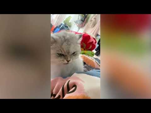 Angry Cat Eating Original Meme Template