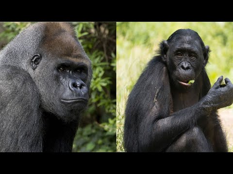 American Sign Language ASL Video Dictionary - ape