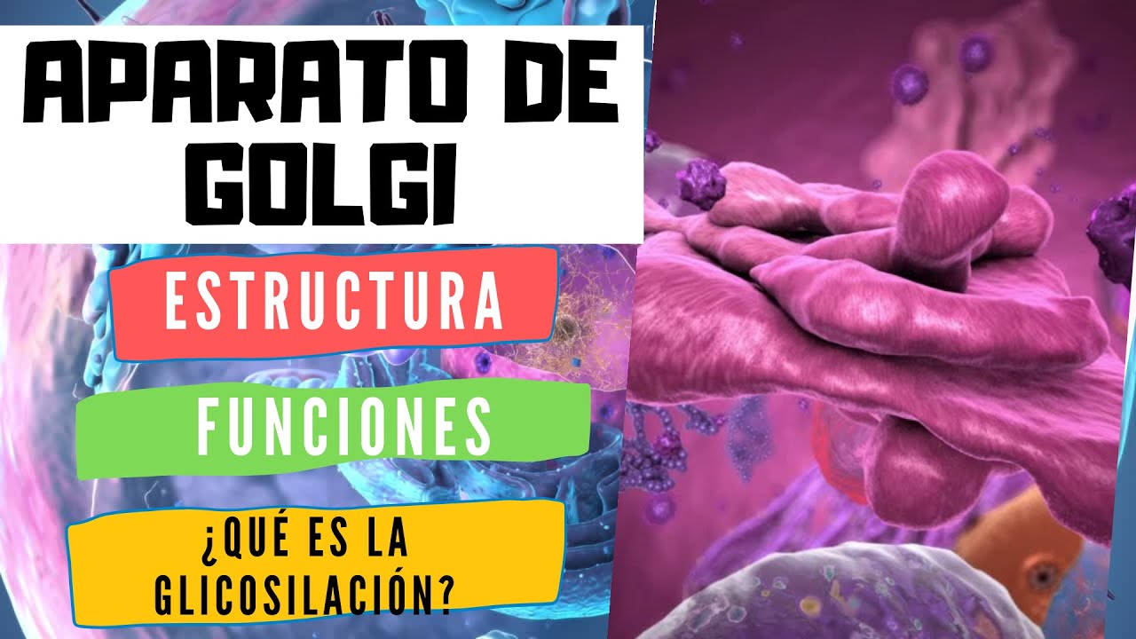 APARATO DE GOLGI estructura y funcion l Complejo de Golgi funciones, composición y estructura