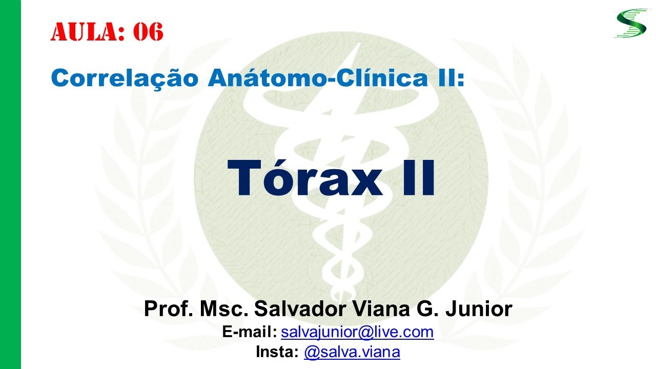 Morfologia do Tórax II