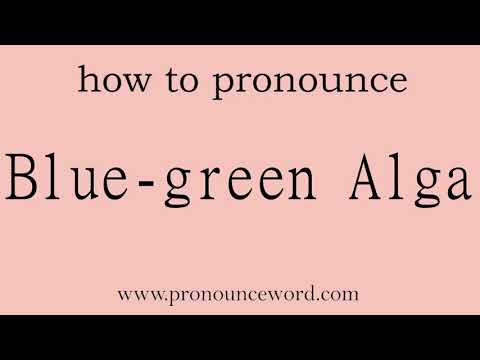 Blue-green Alga. How to pronounce the english word Blue-green Alga .Start with B. Learn from me.