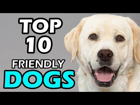 TOP 10 FRIENDLY DOG BREEDS – Pet Parkway