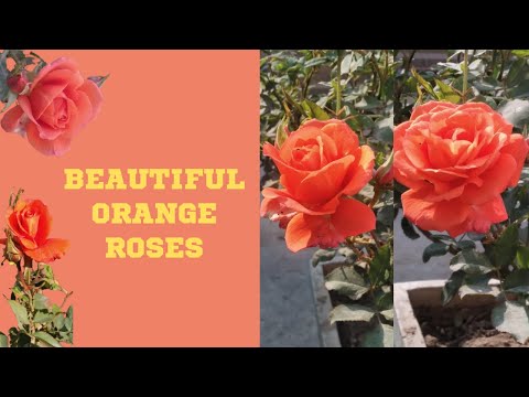 The fiery orange rose symbol of passion and energy.
