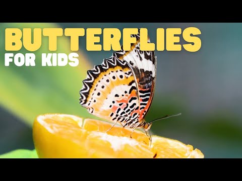 Butterflies for Kids | Learn about the diet, habitat, and behaviors of butterflies