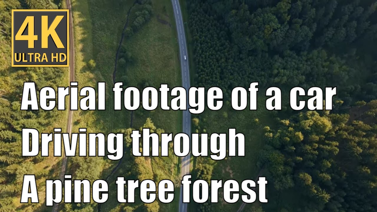 Aerial footage of a car driving through a pine tree forest.