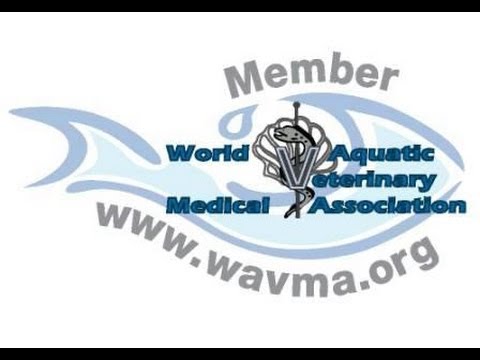 Aquatic Veterinary Medicine
