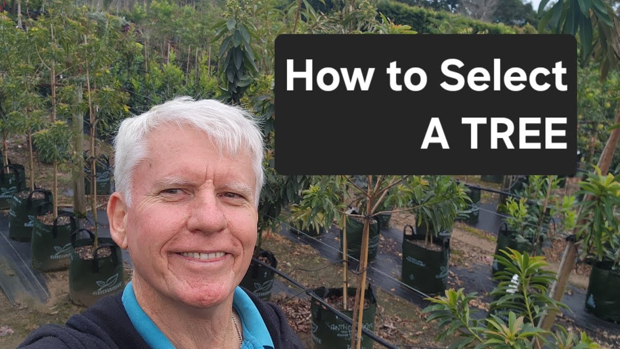 How to select a tree - what professionals look for.