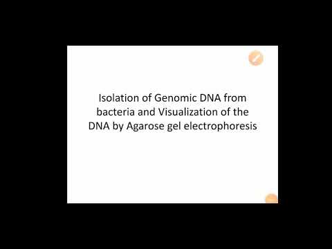 Steps involved in isolation of genomic DNA from bacteria.