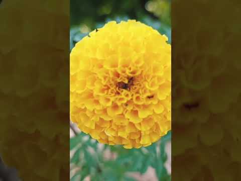 π.most beautiful.π flower. πΊ.#nature.π«Άπ». photography#πππ·β¨ποΈ..........