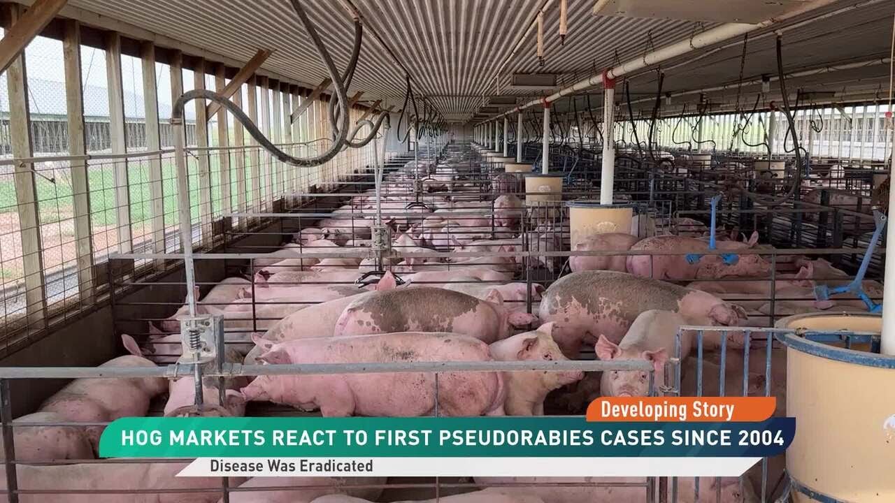 First Pseudorabies in Hog Herd in 20 Plus Years