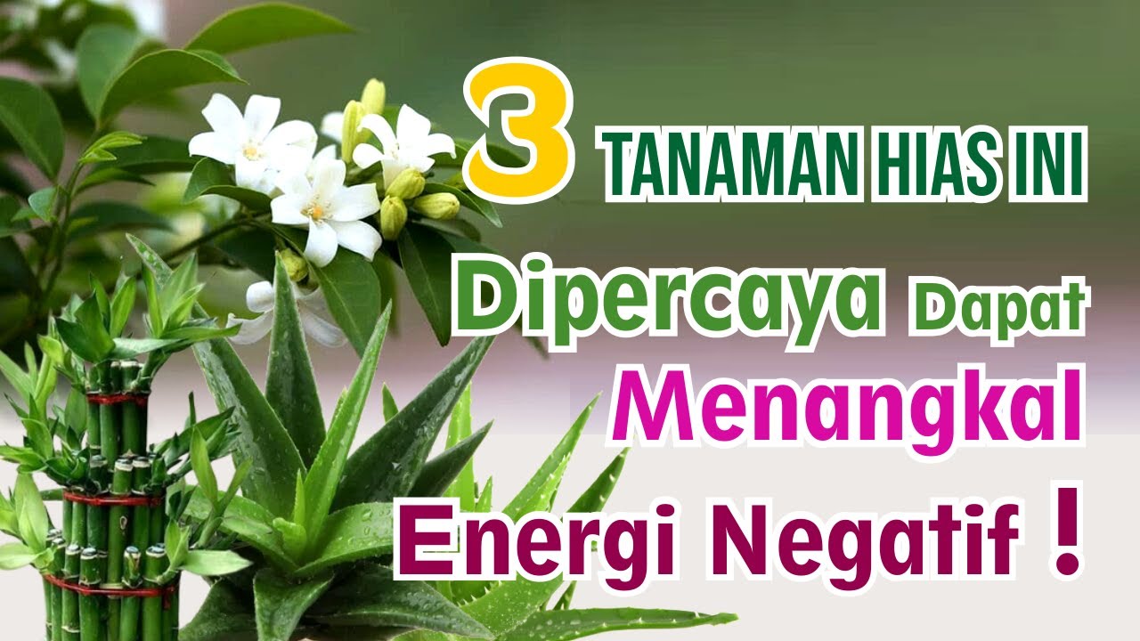 Bunga dan Tanaman Apa yang Bisa Menyerap Energi Negatif di Rumah ...