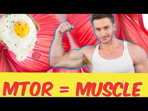 mTOR Science- Muscle Growth vs. Longevity