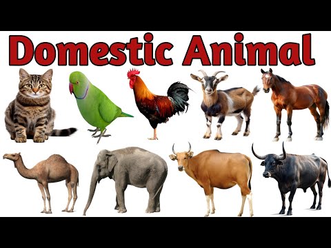 Domestic Animals Name in Hindi & English | Names of pets | Pet animals name | Animals name