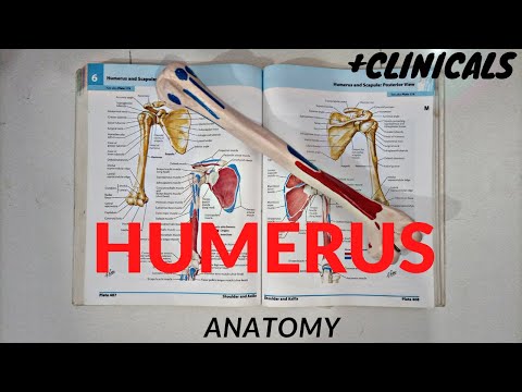HUMERUS BONE | BONES OF UPPER LIMB | ANATOMY | ( URDU \ HINDI )
