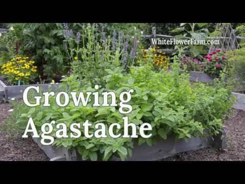 Growing Agastache