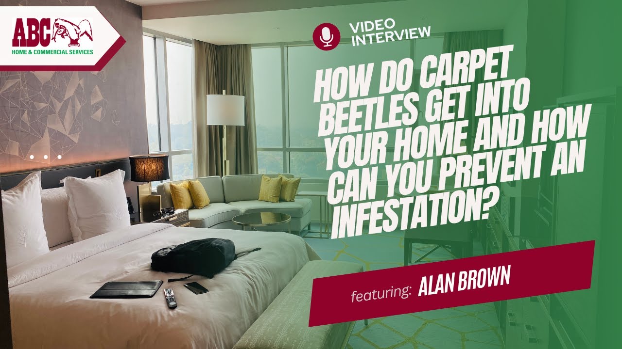 How Do Carpet Beetles Get Into Your Home? | Ask an Expert