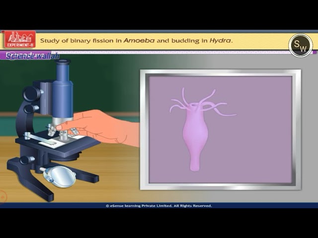 Exploring Asexual Reproduction: Binary Fission in Amoeba and Budding in ...