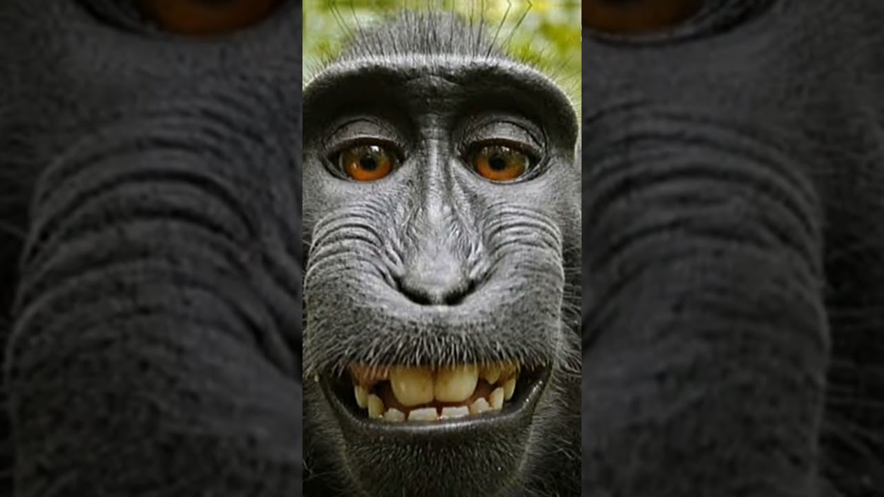 #ugly monkey#hahaha#shorts#