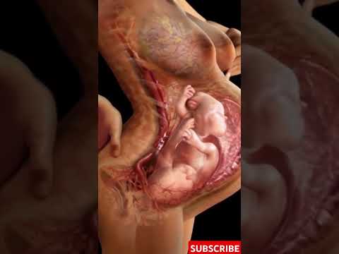 The 3D Anatomy of Pregnancy