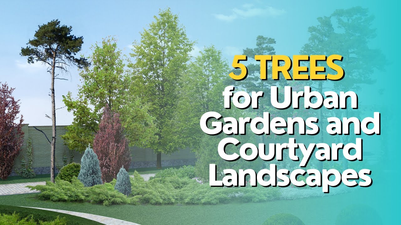 Top 5 Trees for Urban Gardens and Courtyard Landscapes