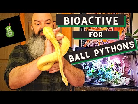Bioactive Ball Python Setup: how to make it successful
