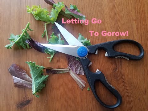 All Cut Up: The Pruning Process