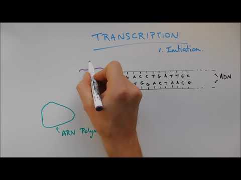 Synthèse des protéines 1 - La Transcription