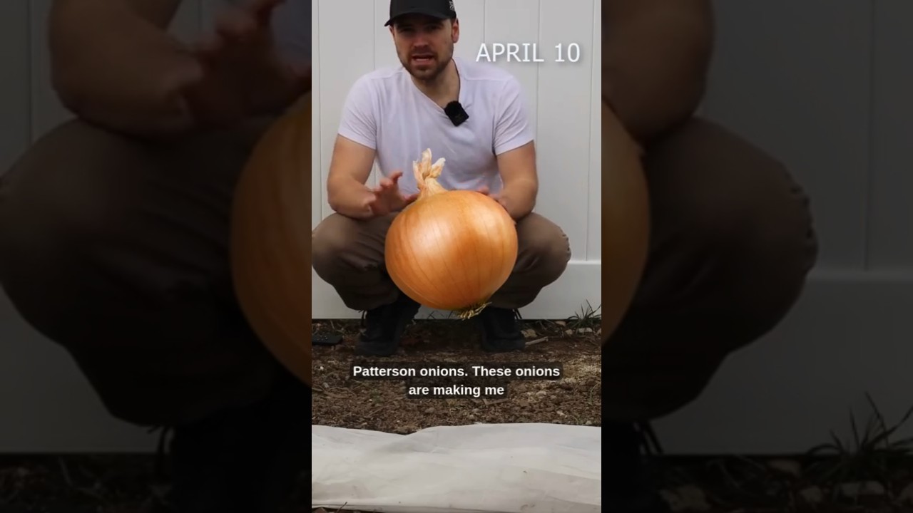 Patterson Onions: The Best Long-Storing Onion You Can Grow?