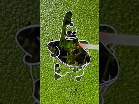 How I Accidentally Killed 2 Fish ðŠĶ