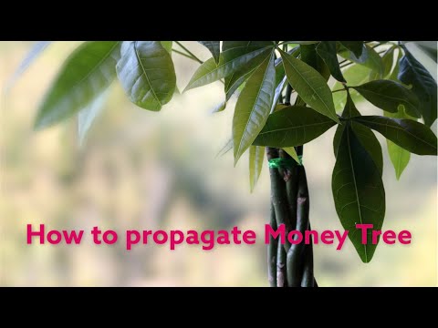 Propagating money tree | water | soil