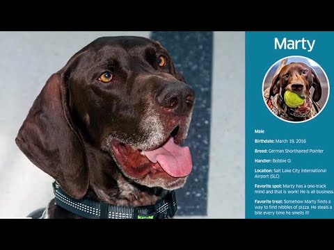 SLC Airport K-9 featured in new calendar