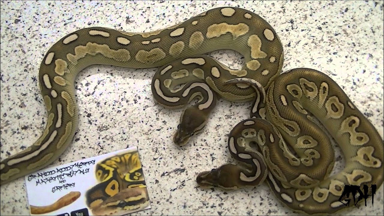 Calico Cinnamon Lesser Ball Python showcase