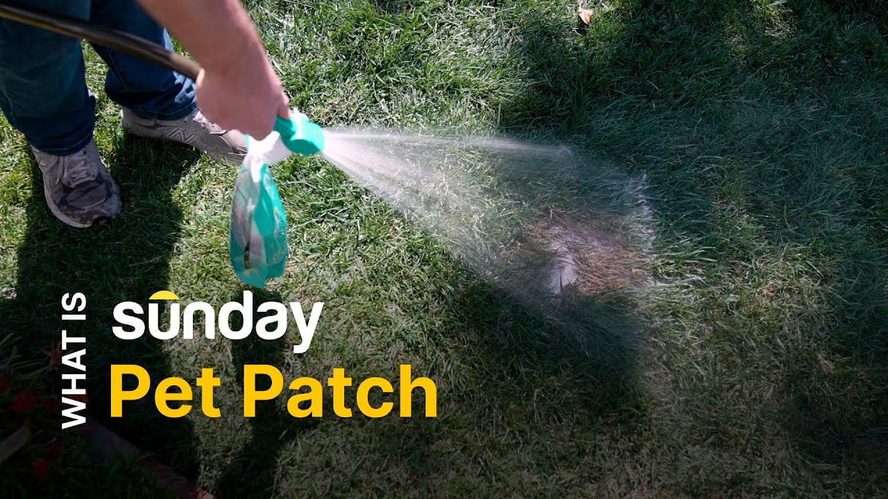 What is Pet Patch