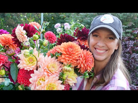 Make Cut Dahlia Flowers Last Longer with These Tips! // How to Harvest and Condition Dahlias