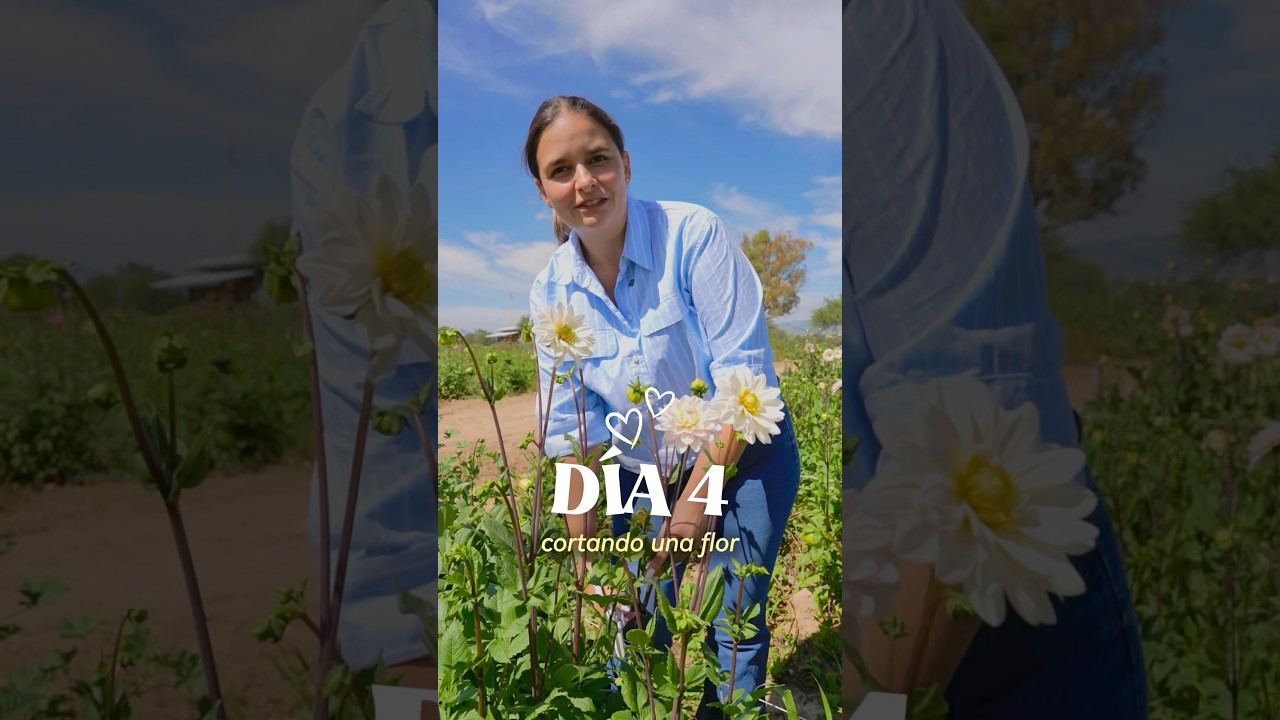 Día 4 cortando una flor: Dahlia Silver Years #diseñofloral #flores #producciondeflores