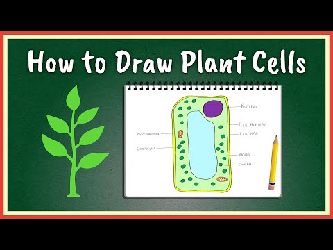 How to Draw Plant Cells