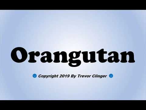 How To Pronounce Orangutan