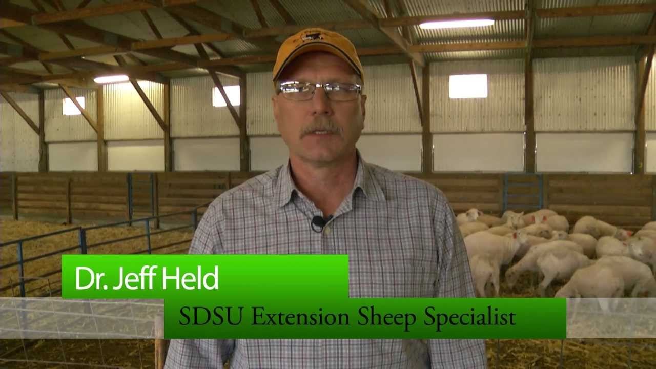 Ewe Flock Management