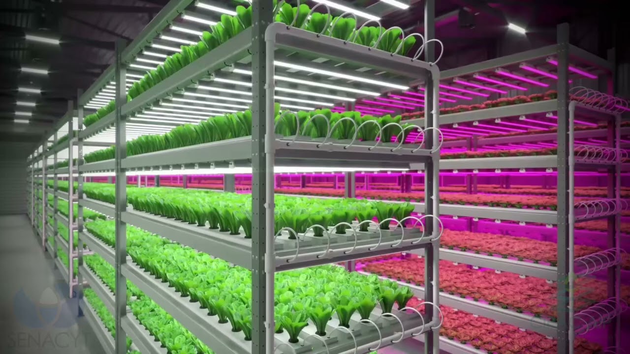 CIPAC-AIP: Cannabis Medicinal