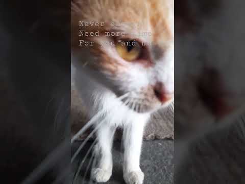 Cats in the Cradle #relationship #cat #pets #shorths