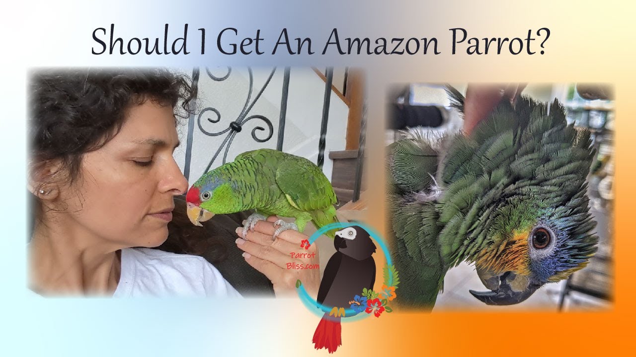 Should I Get An Amazon Parrot