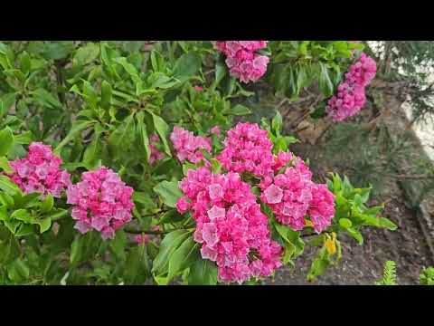 Vivid pink Kalmia latifolia - A short - watch more videos of Japanese maples @amazingmaples