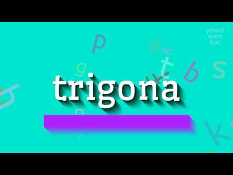 How to say "trigona"! (High Quality Voices)