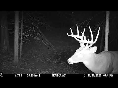 Browning Defender Wireless Pro Scout Night Video (video sent to phone)