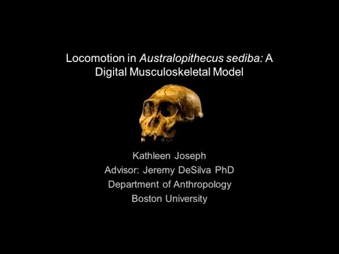 Australopithecus sediba Locomotion: A Digital Musculoskeletal Model